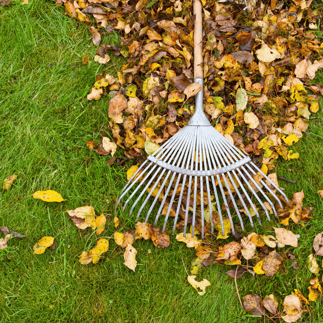 Leaf Removal Services - Leaf Cleanup Service | JiffyJunk.com